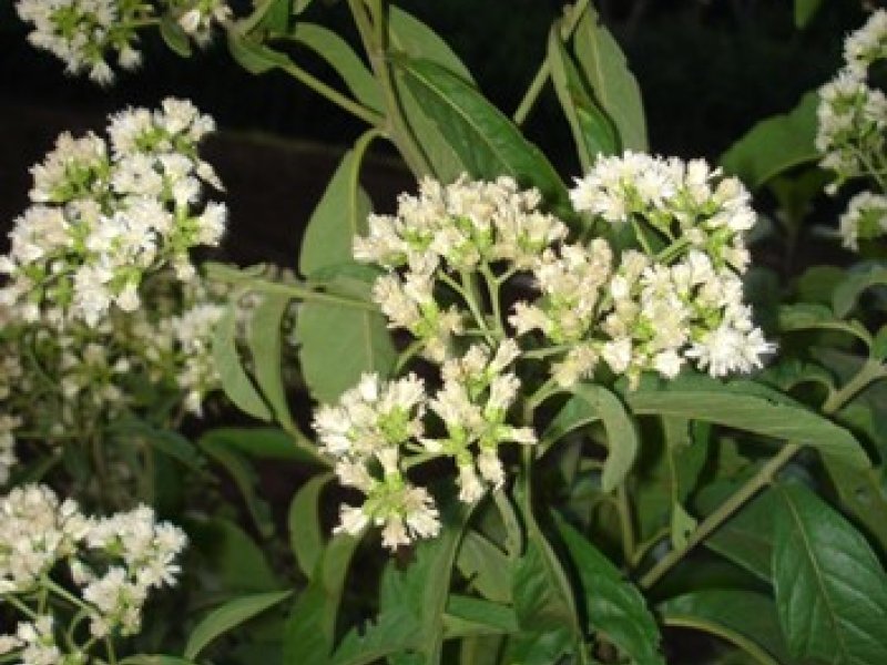 Bitter leaf (New) | Infonet Biovision Home.